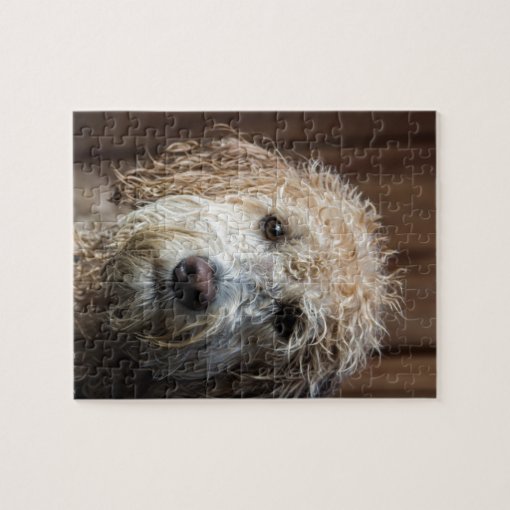 Awesome Labradoodle Pup gifts Jigsaw Puzzle | Zazzle