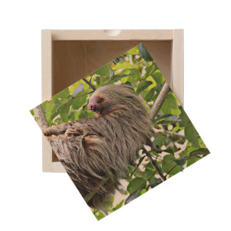 Sloth Gift Boxes & Keepsake Boxes | Zazzle