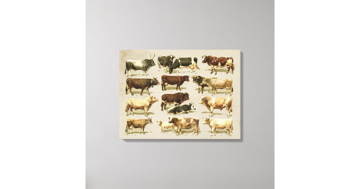 Awesome vintage farmhouse colored cattle chart! canvas print | Zazzle