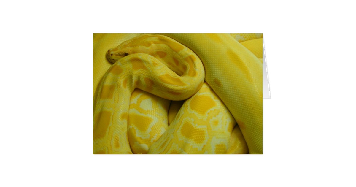 Awesome Yellow Burmese Python | Zazzle