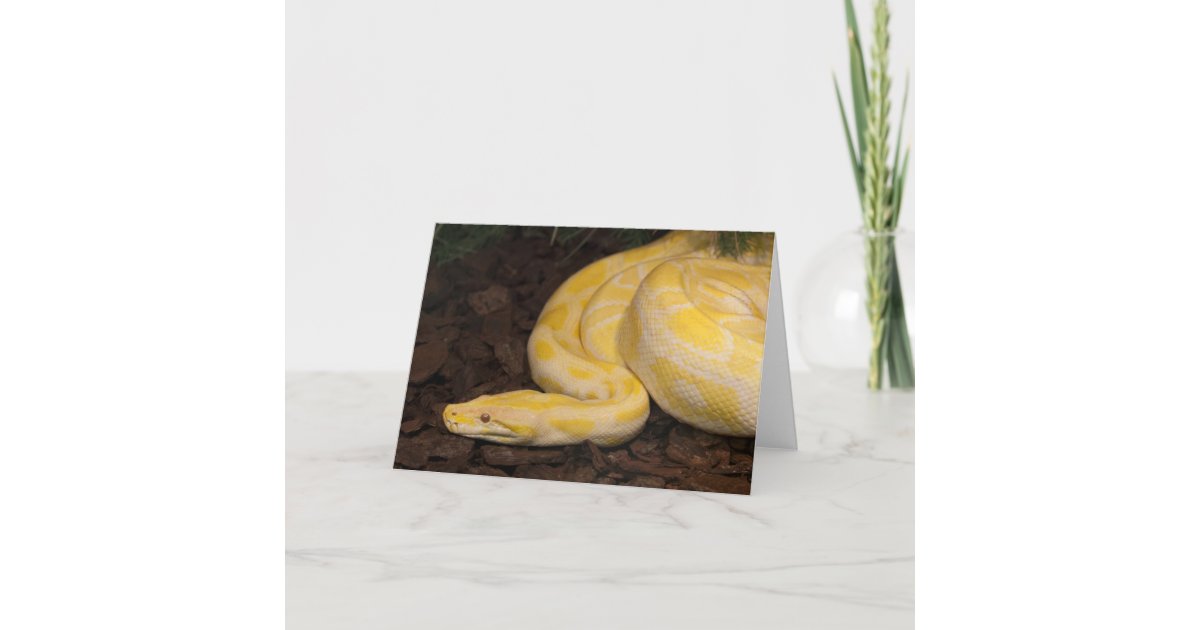 Awesome Yellow Burmese Python Card | Zazzle