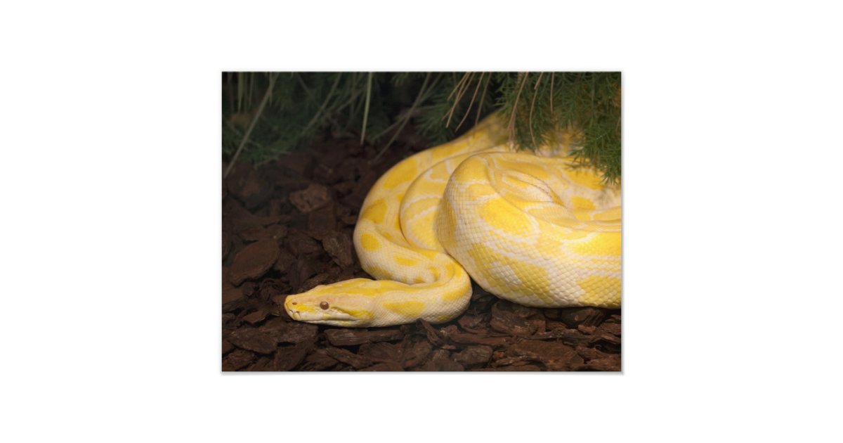 Awesome Yellow Burmese Python Photo Print | Zazzle