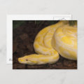 Awesome Yellow Burmese Python Postcard | Zazzle