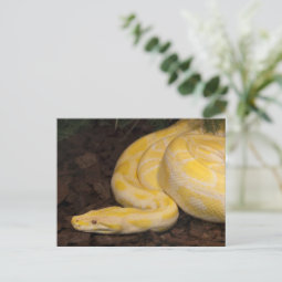 Awesome Yellow Burmese Python Postcard | Zazzle