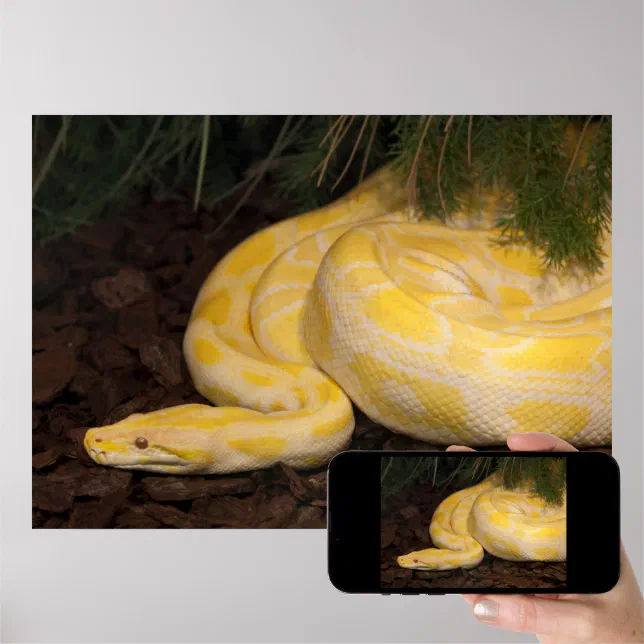 Awesome Yellow Burmese Python Poster | Zazzle