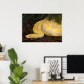 Awesome Yellow Burmese Python Poster | Zazzle