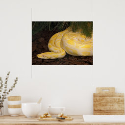 Awesome Yellow Burmese Python Poster | Zazzle