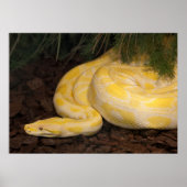 Awesome Yellow Burmese Python Poster | Zazzle