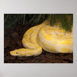 Awesome Yellow Burmese Python Poster | Zazzle