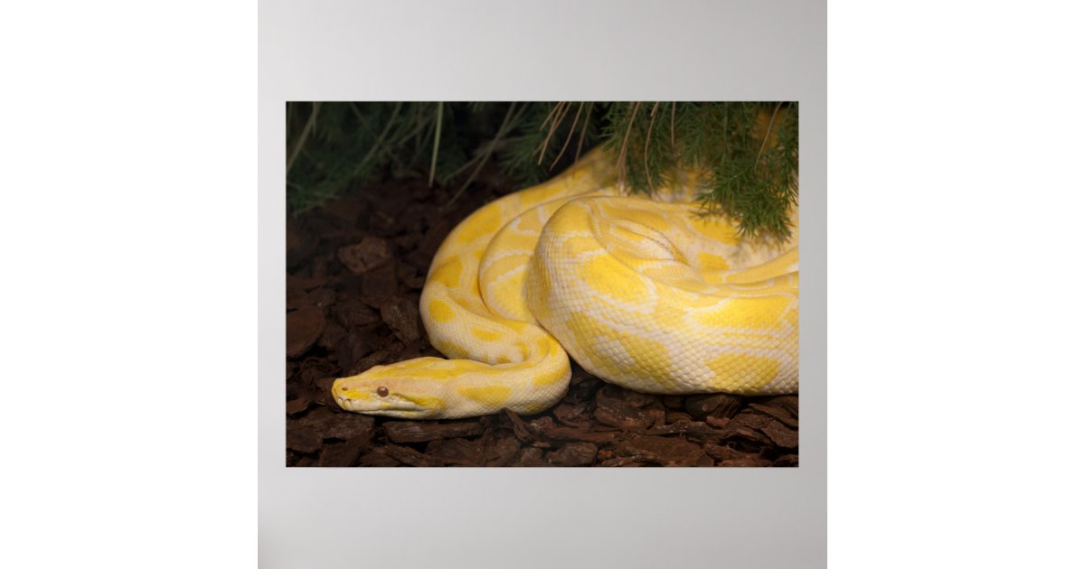 Awesome Yellow Burmese Python Poster | Zazzle