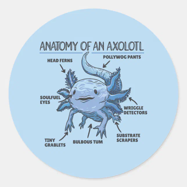 Axolotl Explanation Anatomy Of An Axolotl Classic Classic Round Sticker ...