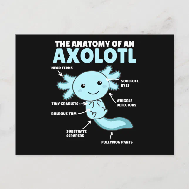 Axolotl Explanation Anatomy Of An Axolotl Postcard | Zazzle