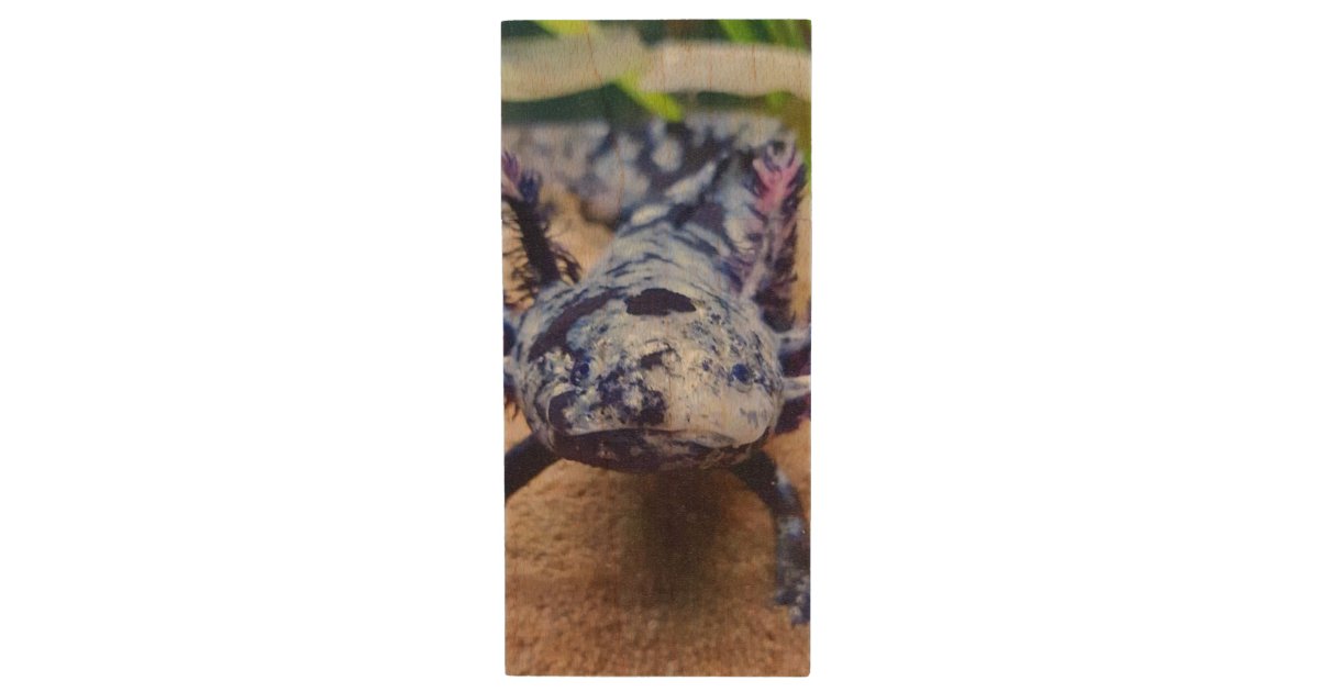 Axolotl Wood Flash Drive | Zazzle
