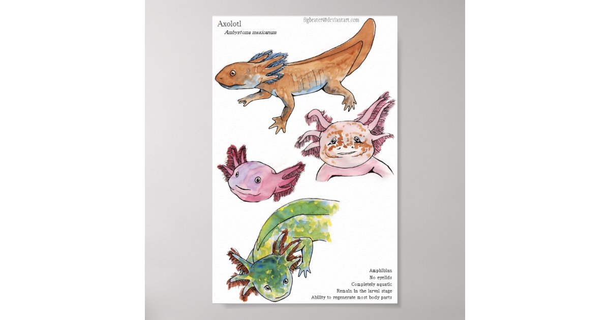 Axolotls Poster | Zazzle