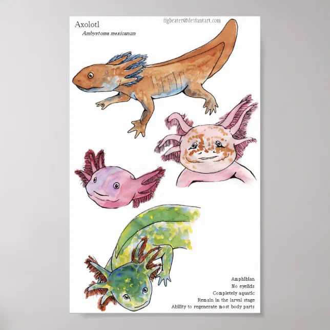 Axolotls Poster | Zazzle