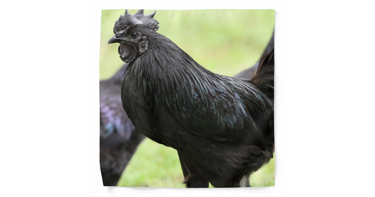 Ayam Cemani Rooster Muscular Chest Bandana | Zazzle