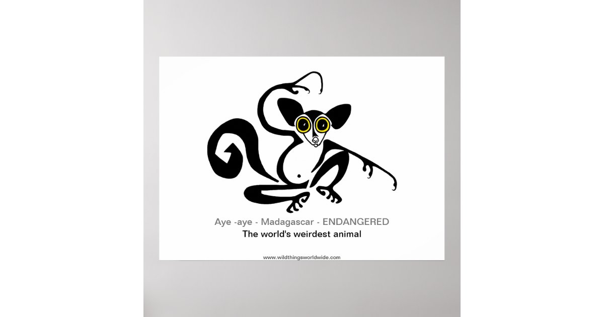 Aye-aye - poster | Zazzle