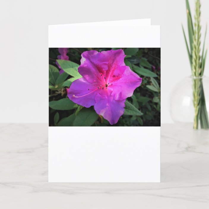 Azalea, card | Zazzle.com