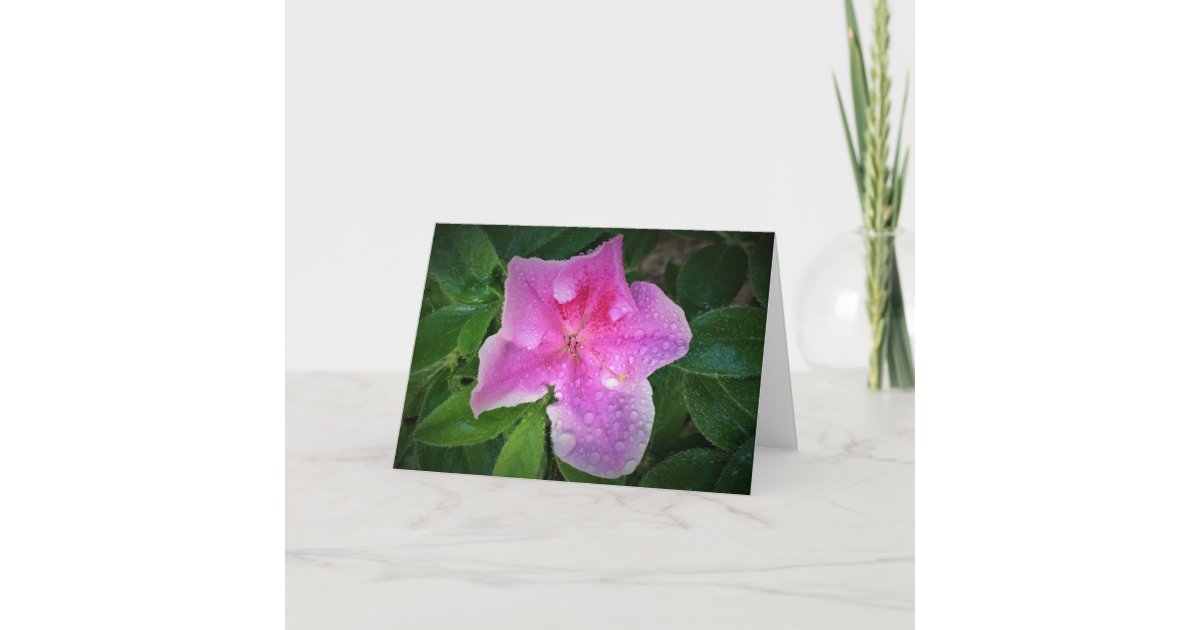 Azalea, card | Zazzle.com