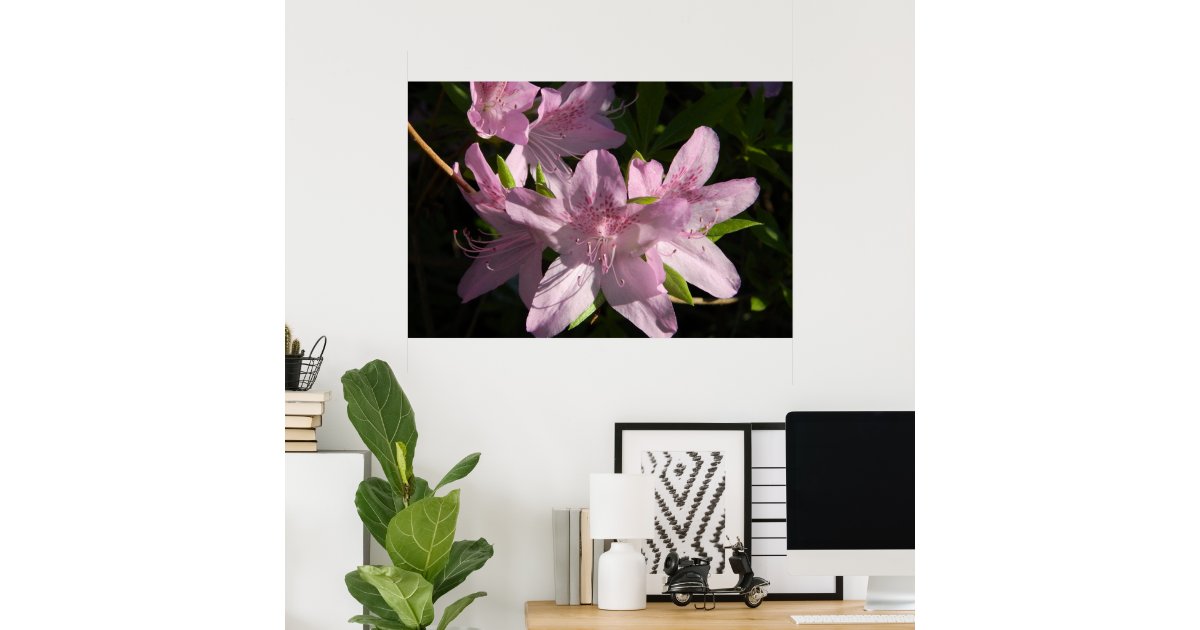 Azaleas in Sunshine Poster | Zazzle