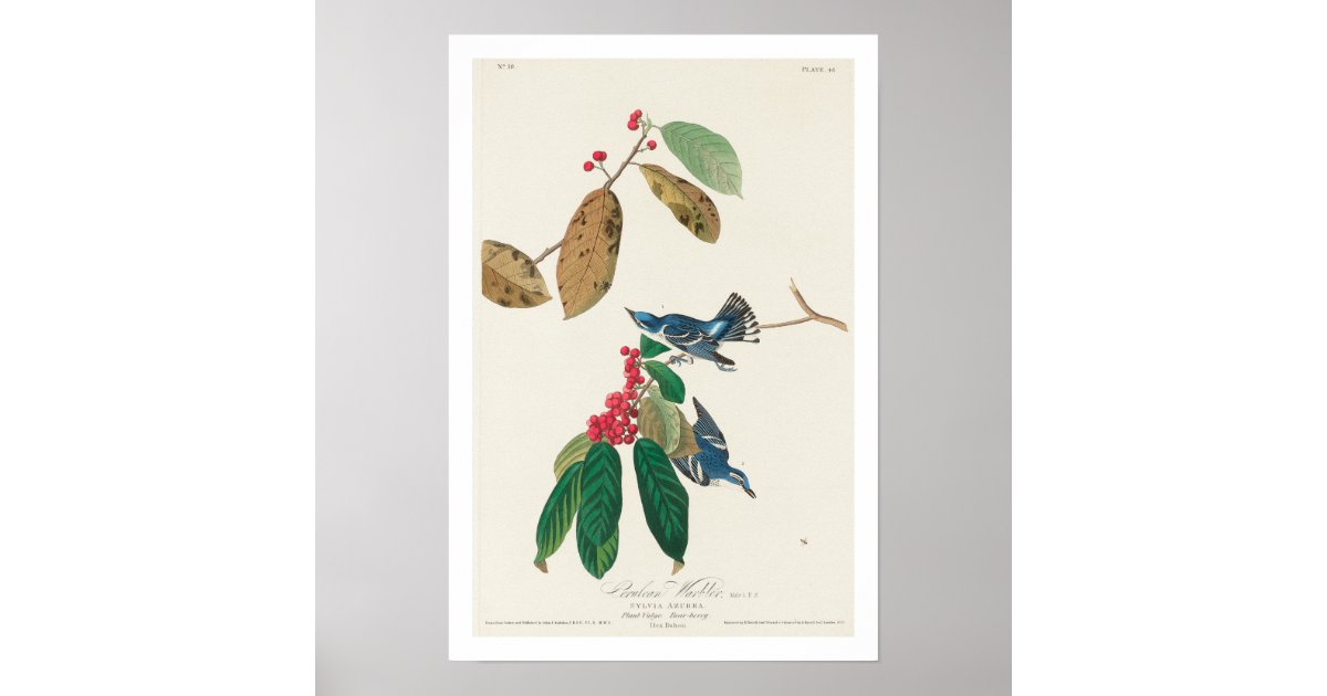 Azure Warbler by Audubon Poster | Zazzle