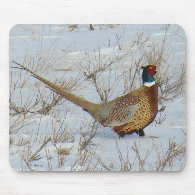 B22 Ring-necked Pheasant in Snow Mouse Pad | Zazzle