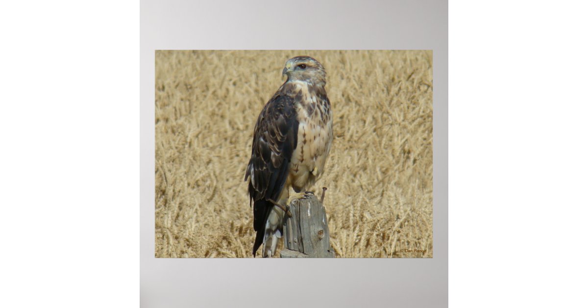 B36 Ferruginous Hawk in Wheat Field Poster | Zazzle