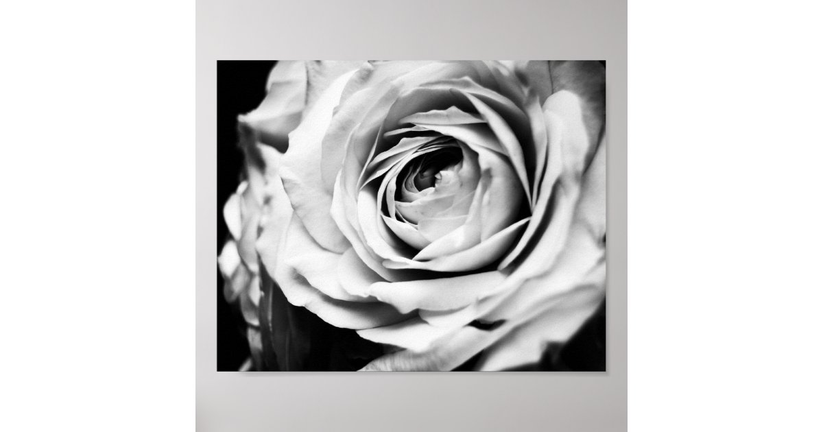 B&W Rose Sharpened Poster | Zazzle