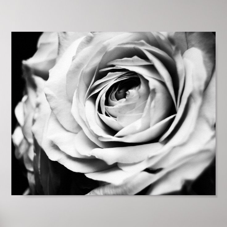 B&W Rose Sharpened Poster | Zazzle