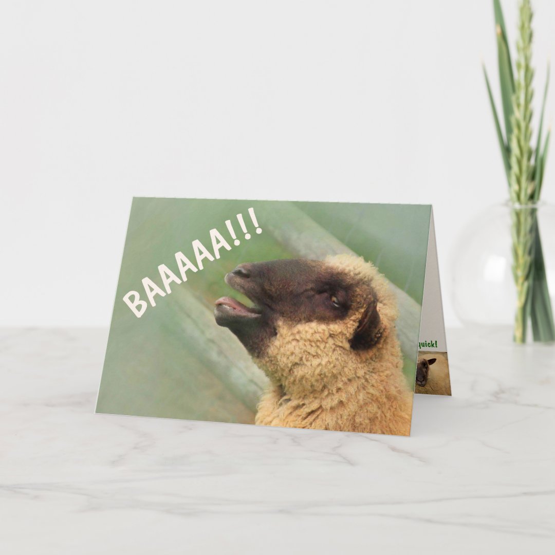BAAAAAA Sheep Get Well Card | Zazzle