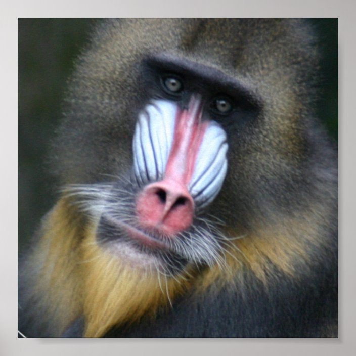 Baboon Face Poster Print | Zazzle.com