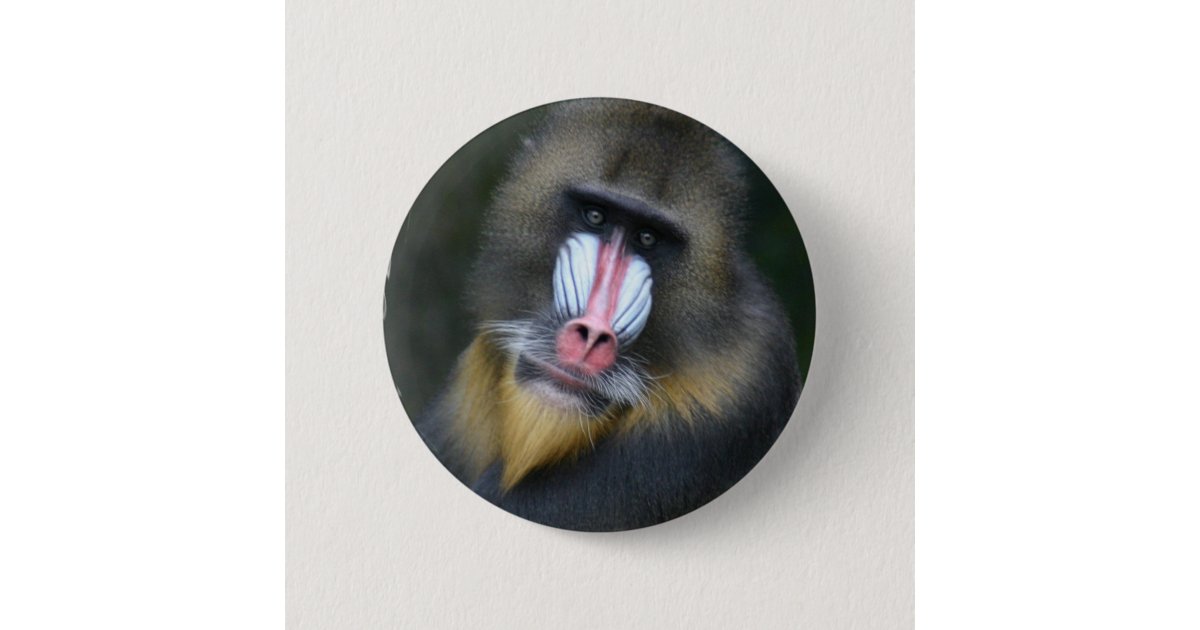 Baboon Face Round Button | Zazzle