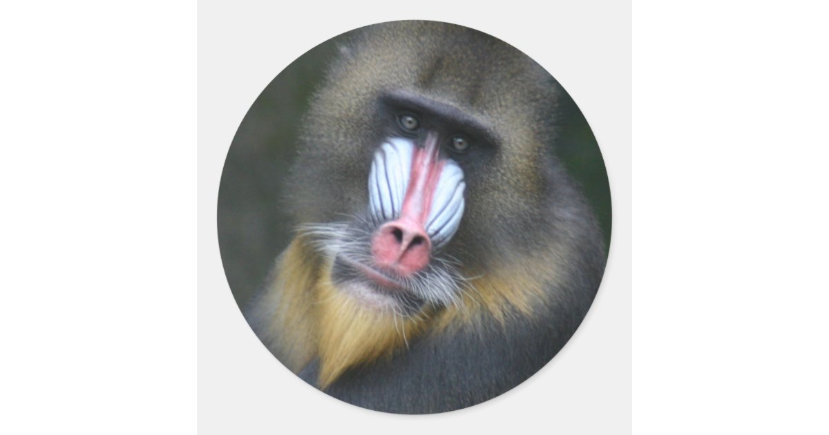 Baboon Face Sticker | Zazzle