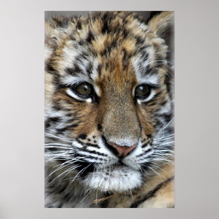 Baby Amur Tiger Cub Portrait Poster | Zazzle