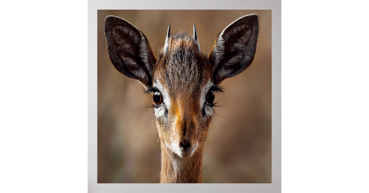 Baby Antelope Poster | Zazzle