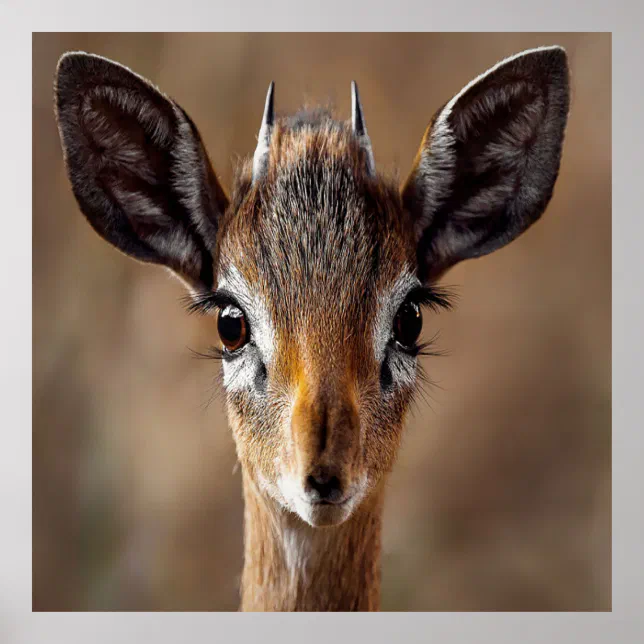 Baby Antelope Poster | Zazzle