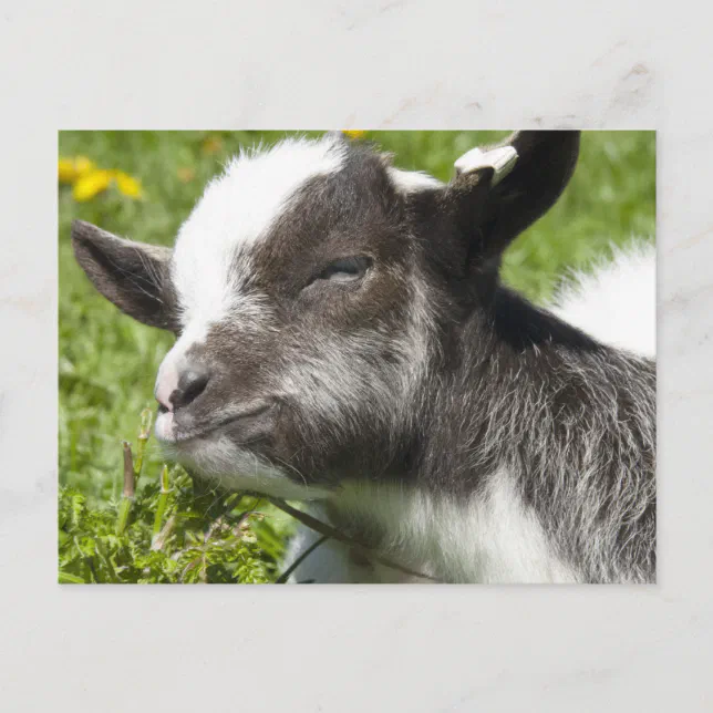 Baby Bagot Goat | Rare Breed Postcard | Zazzle