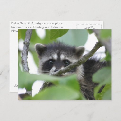 Baby Bandit! Postcard | Zazzle