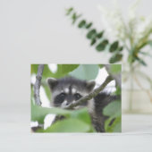 Baby Bandit! Postcard | Zazzle