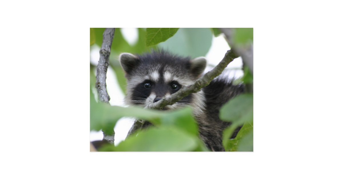Baby Bandit! Postcard | Zazzle.com