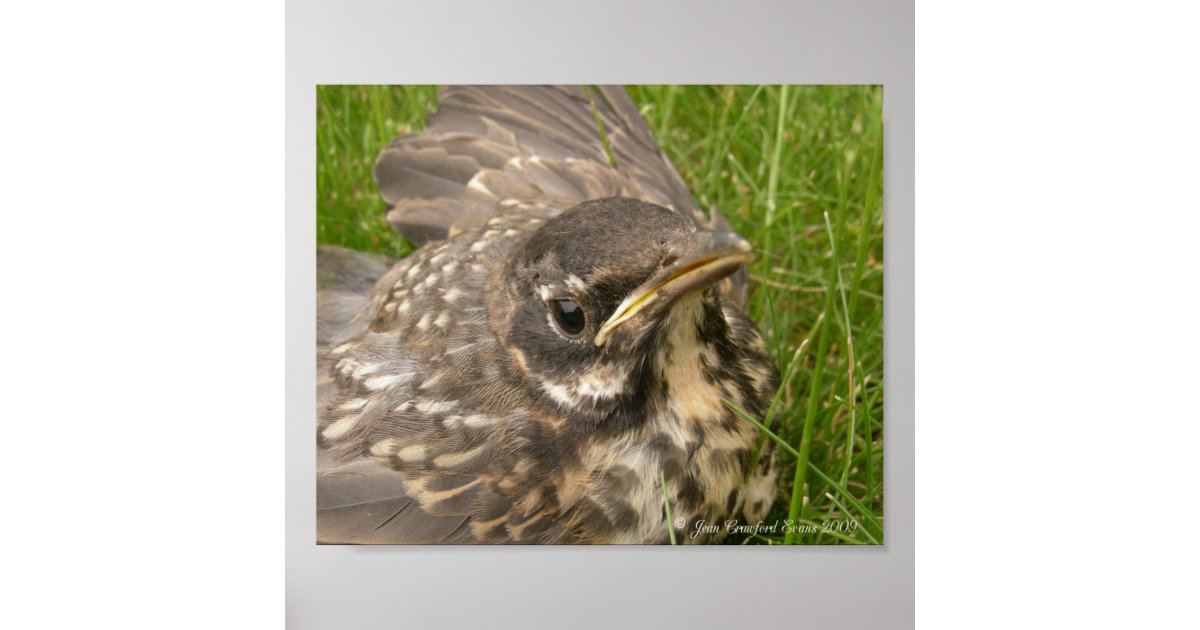 Baby bird poster | Zazzle