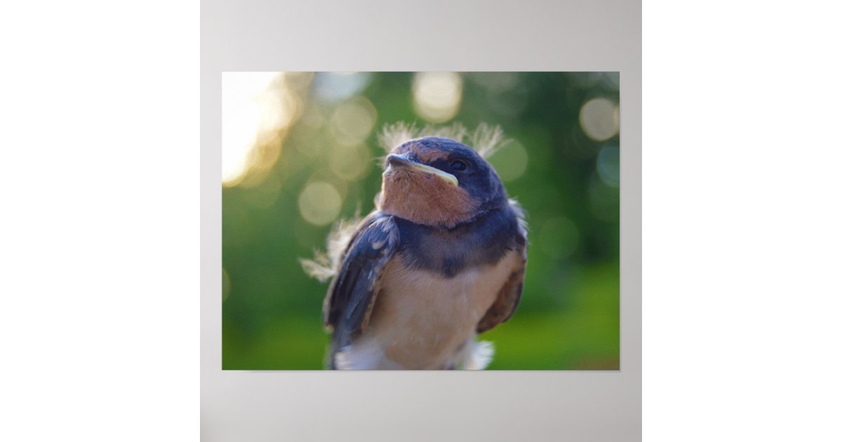 Baby bird poster | Zazzle