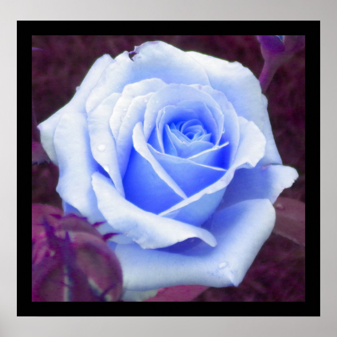 Baby Blue Rose Poster | Zazzle