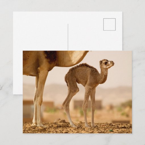 Baby Camel Postcard | Zazzle
