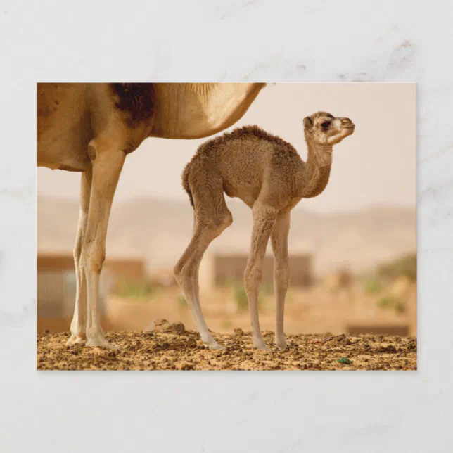 Baby Camel Postcard | Zazzle