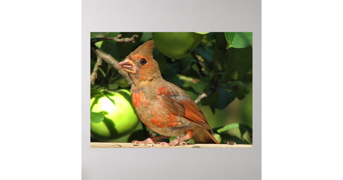 Baby Cardinal Poster | Zazzle