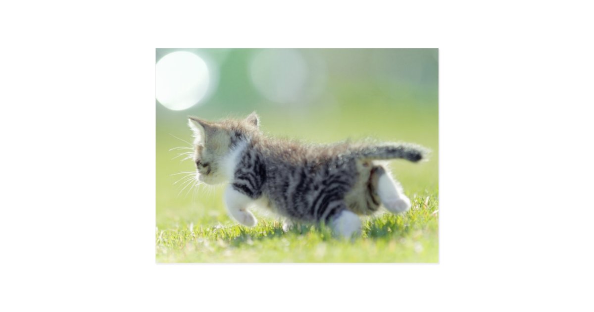 Baby cat running on grass field. postcard | Zazzle.com