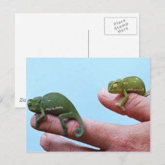 Baby chameleons perspective postcard | Zazzle