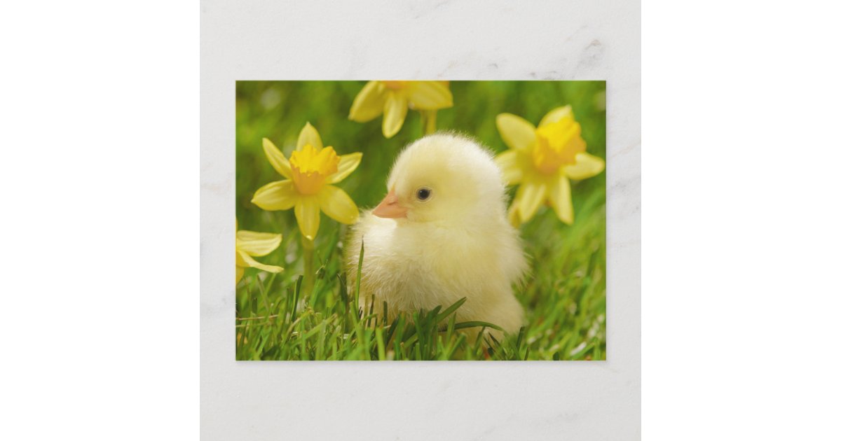 baby chick in daffodils postcard | Zazzle
