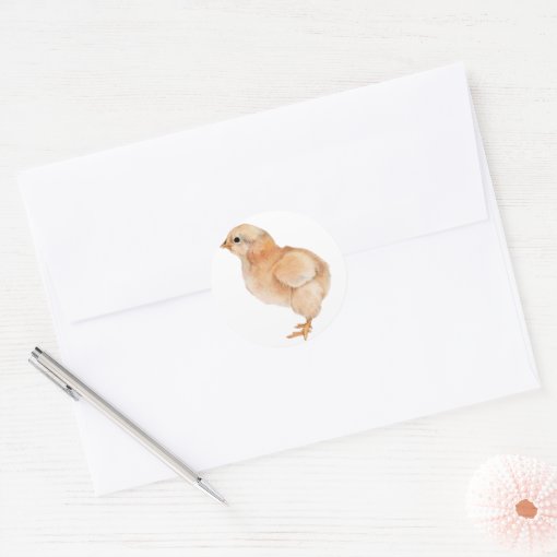 Baby Chick Sticker | Zazzle